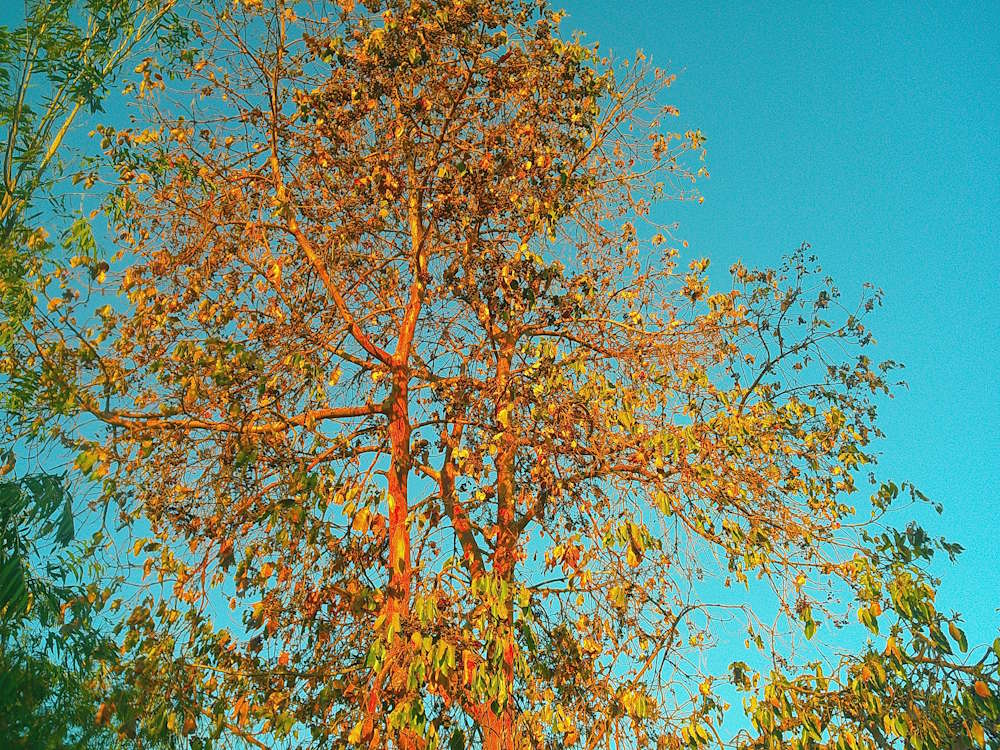 Back to basics with a trendy toy camera ~ Camp Snap or Crap Snap? – The ...